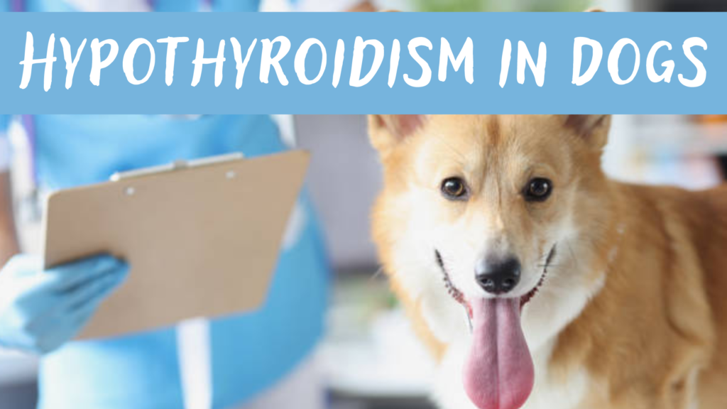Hypothyroidism in dogs - Pet Study