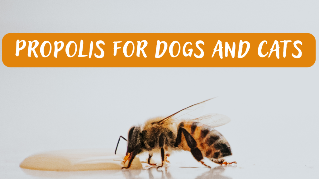 Propolis for dogs and cats - Pet Study